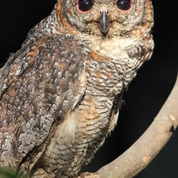 Mottled wood owl - Facts, Diet, Habitat & Pictures on Animalia.bio