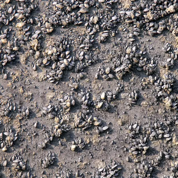 Zebra mussel - Facts, Diet, Habitat & Pictures on Animalia.bio