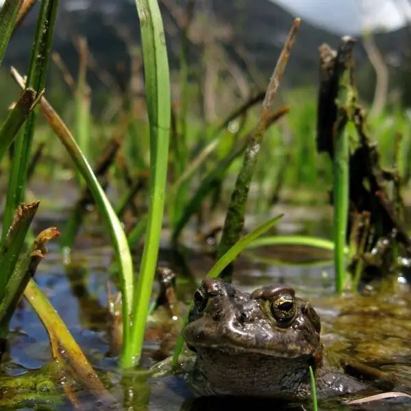 Yosemite toad - Facts, Diet, Habitat & Pictures on Animalia.bio