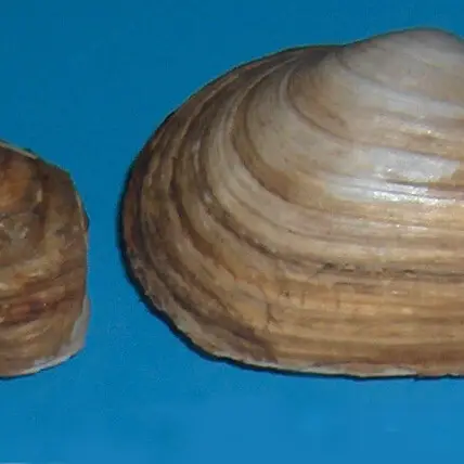 Mya truncata - факти, дієта, ареал і фотографії на Animalia.bio