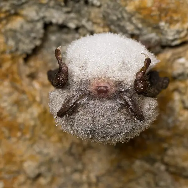 Pond bat - Facts, Diet, Habitat & Pictures on Animalia.bio