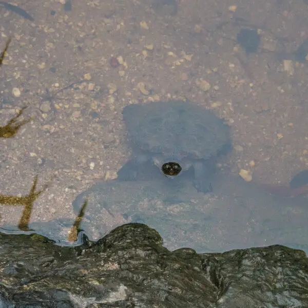 Saw-shelled turtle - Facts, Diet, Habitat & Pictures on Animalia.bio