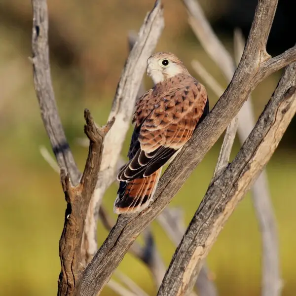 Nankeen kestrel - Facts, Diet, Habitat & Pictures on Animalia.bio