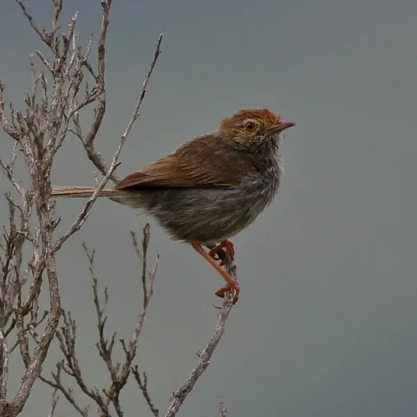 Neddicky - Facts, Diet, Habitat & Pictures on Animalia.bio