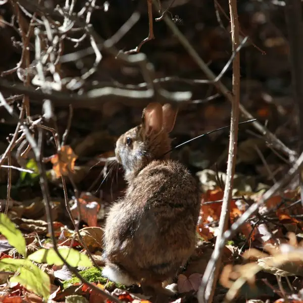 New England Cottontail - Facts, Diet, Habitat & Pictures on Animalia.bio