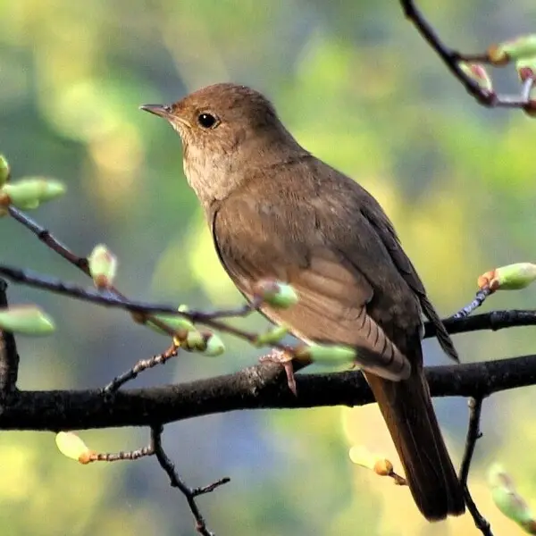 Thrush nightingale - Facts, Diet, Habitat & Pictures on Animalia.bio