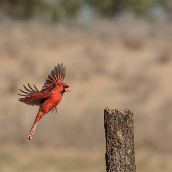 Northern Cardinal - Facts, Diet, Habitat & Pictures on Animalia.bio