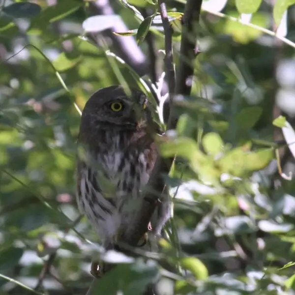 Mountain pygmy owl - Facts, Diet, Habitat & Pictures on Animalia.bio