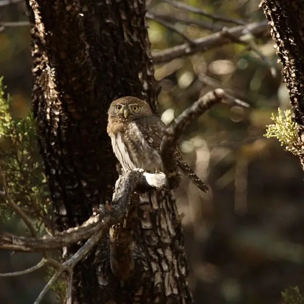 Northern Pygmy Owl - Facts, Diet, Habitat & Pictures on Animalia.bio