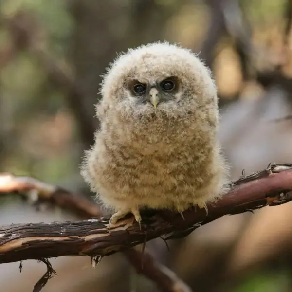 Spotted Owl - Facts, Diet, Habitat & Pictures on Animalia.bio