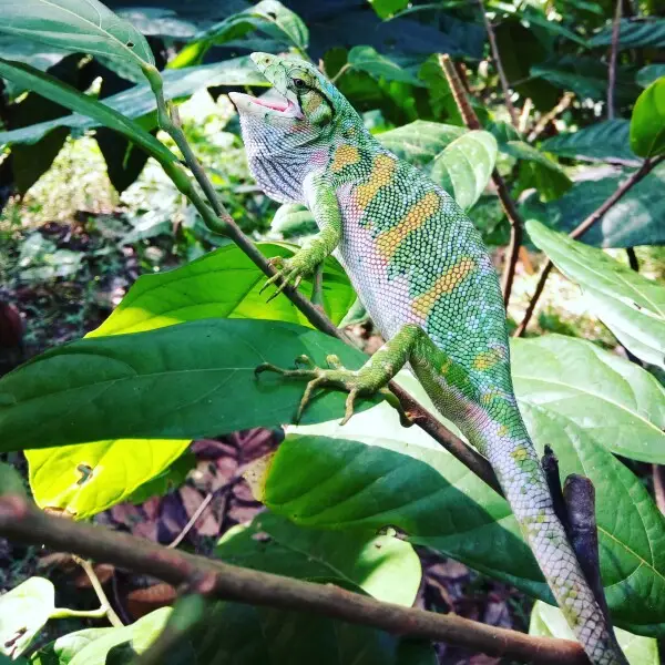 Polychrus marmoratus - Facts, Diet, Habitat & Pictures on Animalia.bio