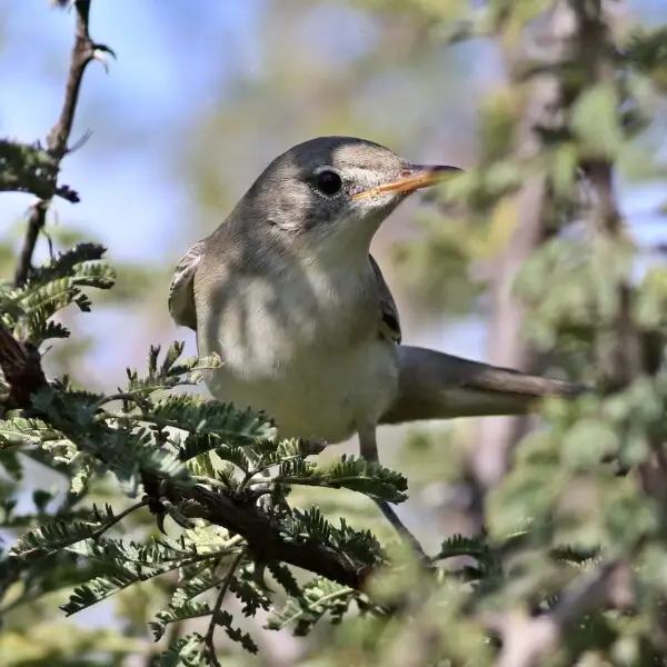 Olive-tree warbler - Facts, Diet, Habitat & Pictures on Animalia.bio