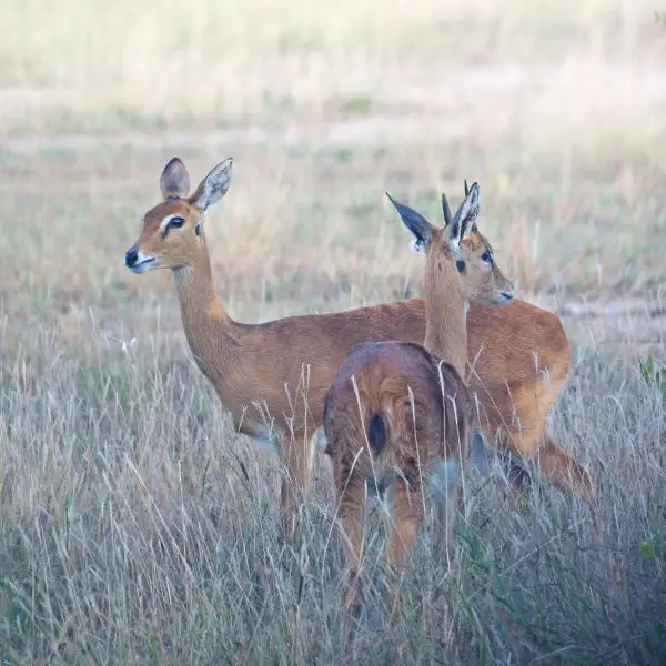 Oribi - Facts, Diet, Habitat & Pictures on Animalia.bio