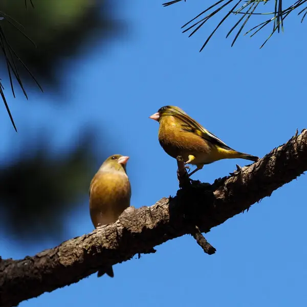 Chloris sinica - факти, дієта, ареал і фотографії на Animalia.bio