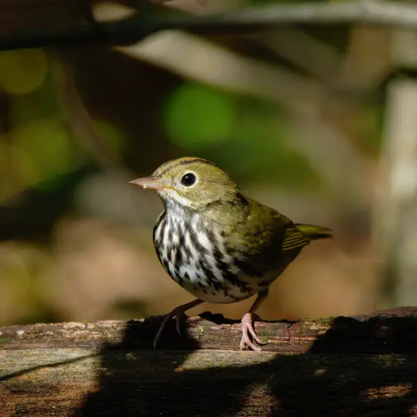 Ovenbird - Facts, Diet, Habitat & Pictures on Animalia.bio