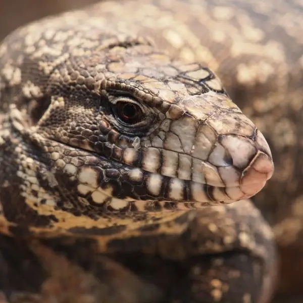 Argentine Black and White Tegu - Facts, Diet, Habitat & Pictures on ...
