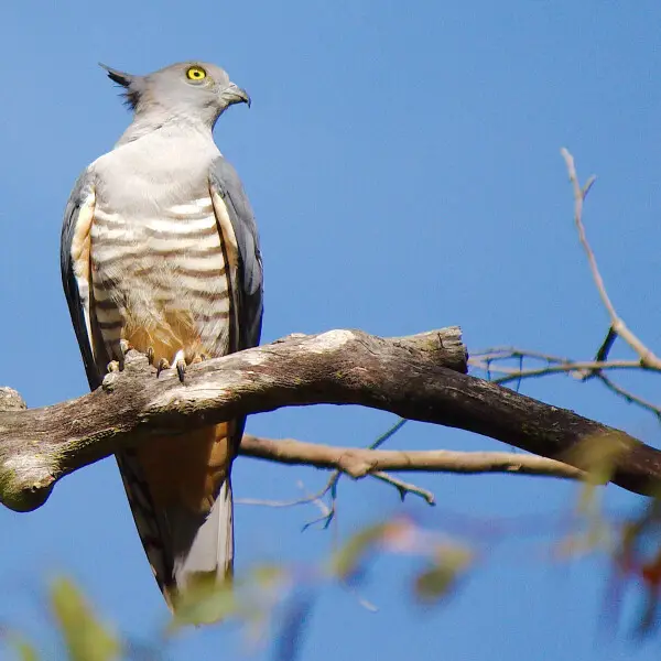 Pacific baza - Facts, Diet, Habitat & Pictures on Animalia.bio