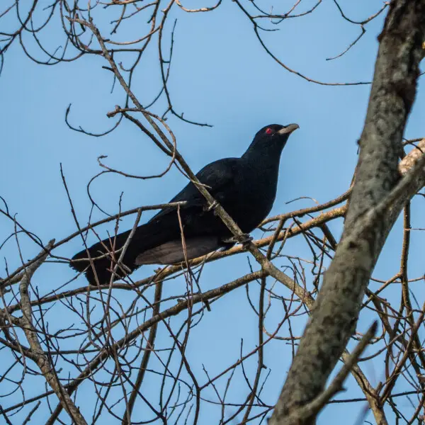 Pacific koel - Facts, Diet, Habitat & Pictures on Animalia.bio