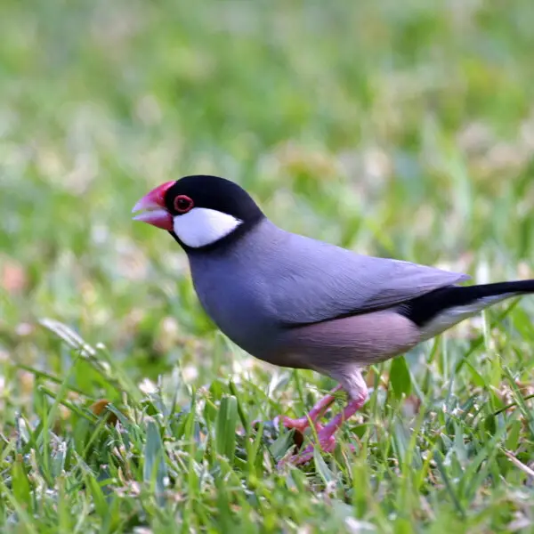 Java sparrow - Facts, Diet, Habitat & Pictures on Animalia.bio