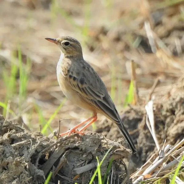 Paddyfield pipit - Facts, Diet, Habitat & Pictures on Animalia.bio