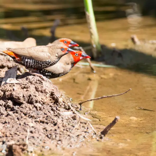 Painted finch - Facts, Diet, Habitat & Pictures on Animalia.bio