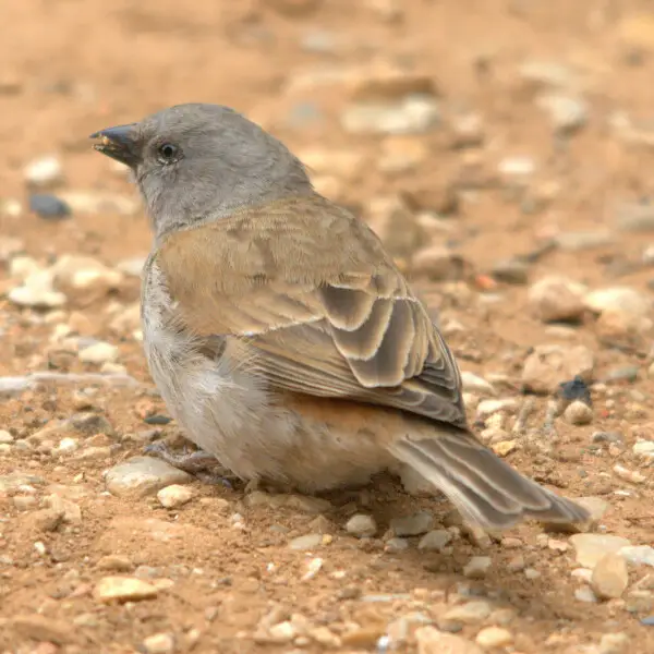 Southern grey-headed sparrow - Facts, Diet, Habitat & Pictures on ...