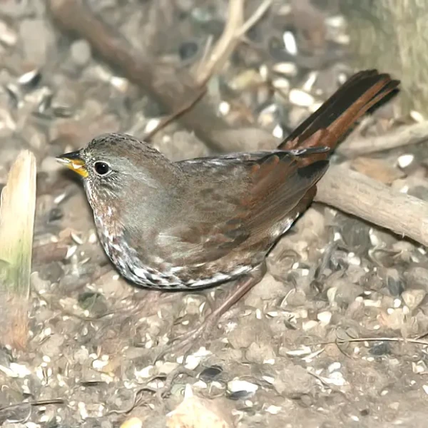 Sooty fox sparrow - Facts, Diet, Habitat & Pictures on Animalia.bio