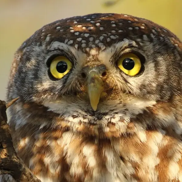 Pearl-spotted owlet - Facts, Diet, Habitat & Pictures on Animalia.bio
