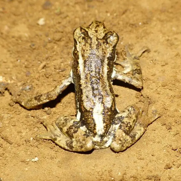 Malabar tree toad - Facts, Diet, Habitat & Pictures on Animalia.bio