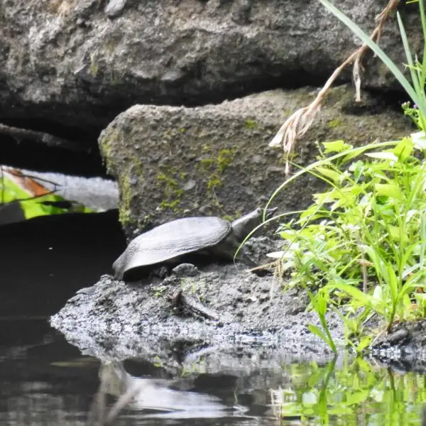 Chinese softshell turtle - Facts, Diet, Habitat & Pictures on Animalia.bio