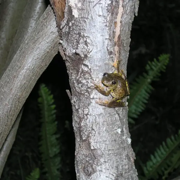 Peron's tree frog - Facts, Diet, Habitat & Pictures on Animalia.bio