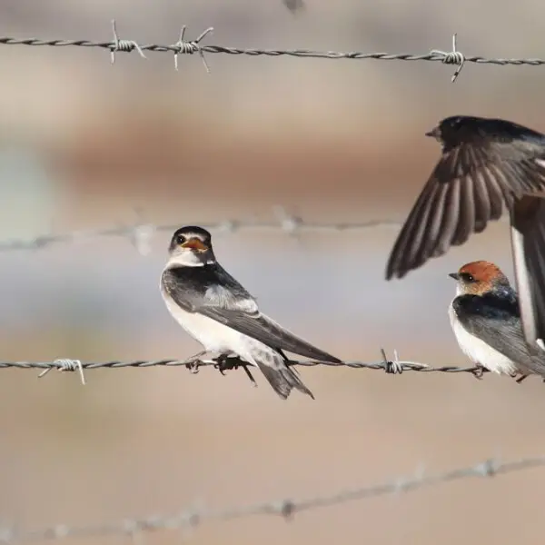 Tree martin - Facts, Diet, Habitat & Pictures on Animalia.bio