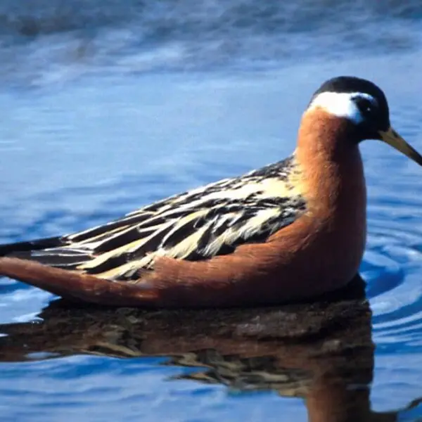 Red phalarope - Facts, Diet, Habitat & Pictures on Animalia.bio