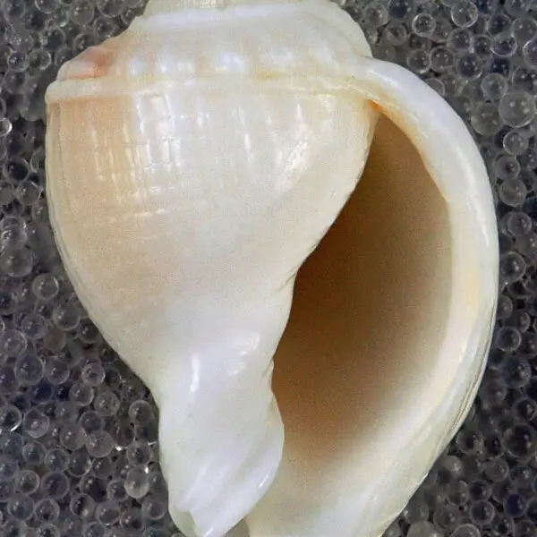 Semicassis undulata - Facts, Diet, Habitat & Pictures on Animalia.bio