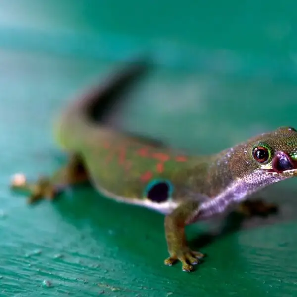 Phelsuma quadriocellata - Facts, Diet, Habitat & Pictures on Animalia.bio