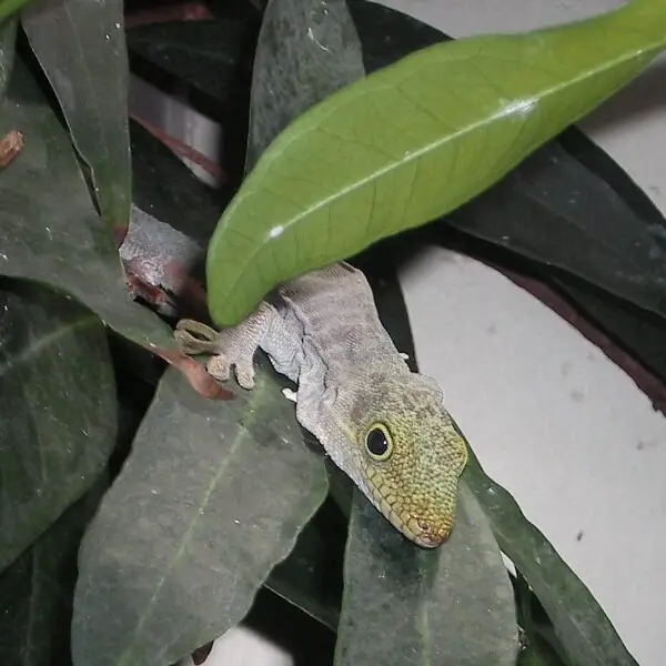 Standing's day gecko - Facts, Diet, Habitat & Pictures on Animalia.bio