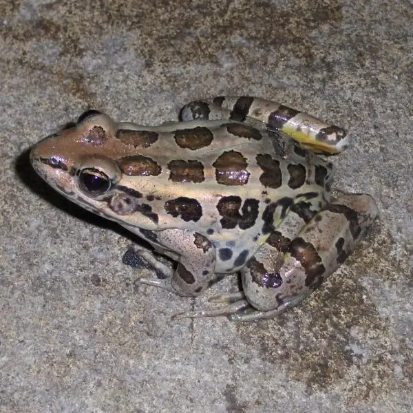 Pickerel frog - Facts, Diet, Habitat & Pictures on Animalia.bio