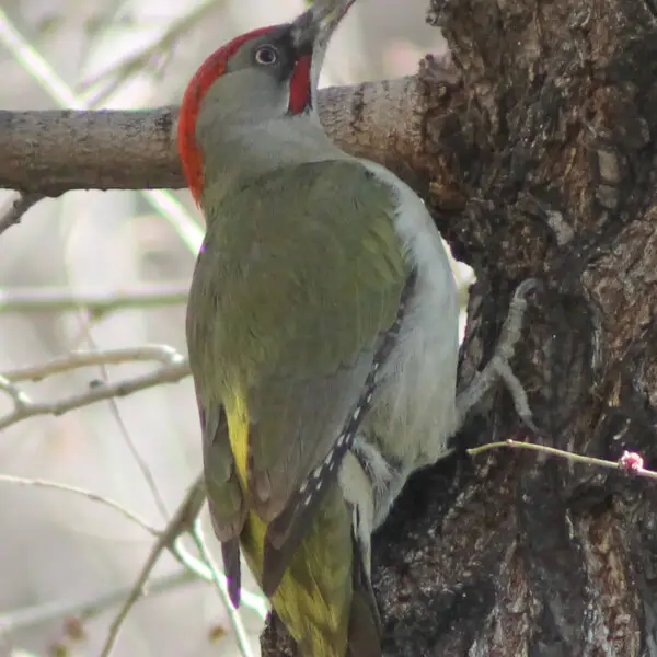Iberian green woodpecker - Facts, Diet, Habitat & Pictures on Animalia.bio