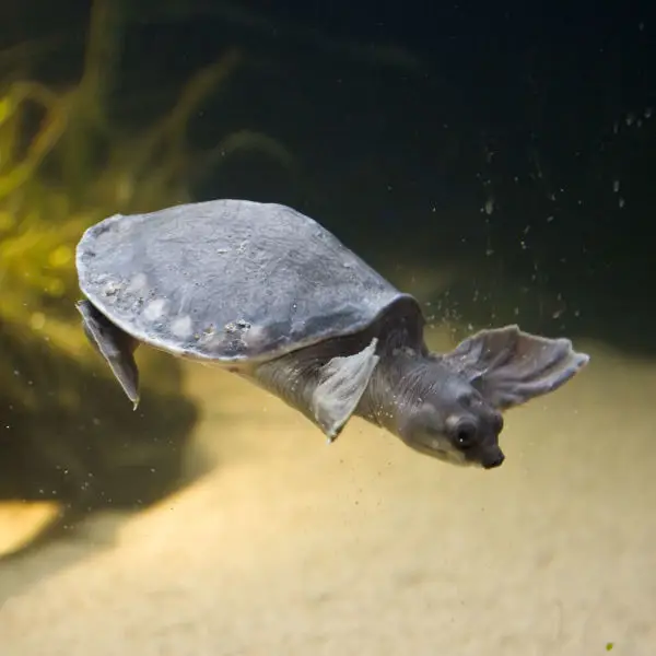 Pig-Nosed Turtle - Facts, Diet, Habitat & Pictures on Animalia.bio