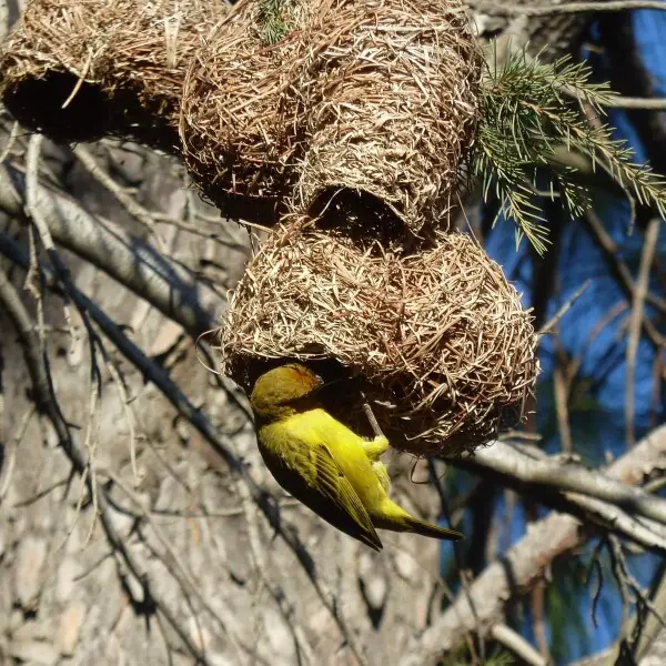 Cape weaver - Facts, Diet, Habitat & Pictures on Animalia.bio