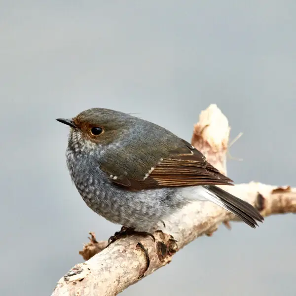 Plumbeous water redstart - Facts, Diet, Habitat & Pictures on Animalia.bio