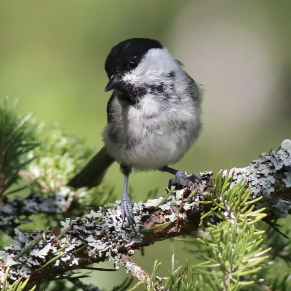 Willow tit - Facts, Diet, Habitat & Pictures on Animalia.bio