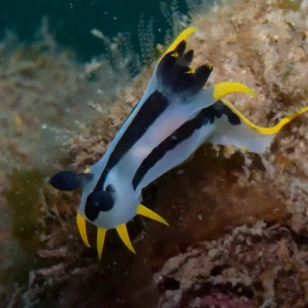 Crowned nudibranch - Facts, Diet, Habitat & Pictures on Animalia.bio