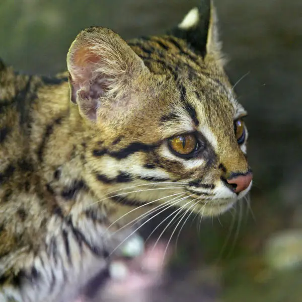 Oncilla - Facts, Diet, Habitat & Pictures on Animalia.bio