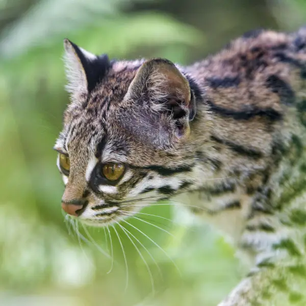 Oncilla - Facts, Diet, Habitat & Pictures on Animalia.bio