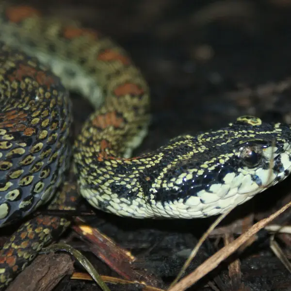 Protobothrops jerdonii - Facts, Diet, Habitat & Pictures on Animalia.bio