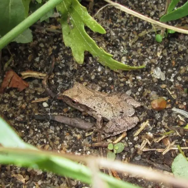 Spring peeper - Facts, Diet, Habitat & Pictures on Animalia.bio