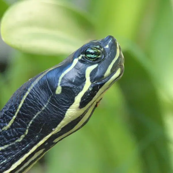 Florida red-bellied cooter - Facts, Diet, Habitat & Pictures on ...
