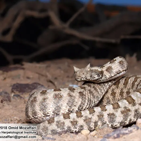 Persian horned viper - Facts, Diet, Habitat & Pictures on Animalia.bio