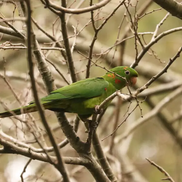 White-eyed parakeet - Facts, Diet, Habitat & Pictures on Animalia.bio